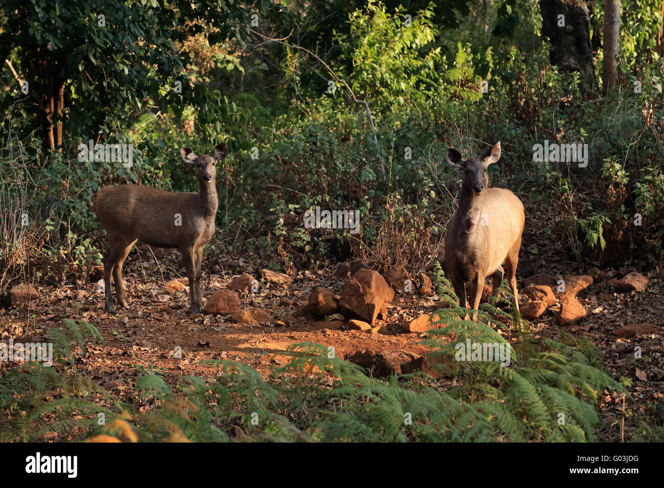 Species of deer native to india hi-res stock photography and images - Alamy