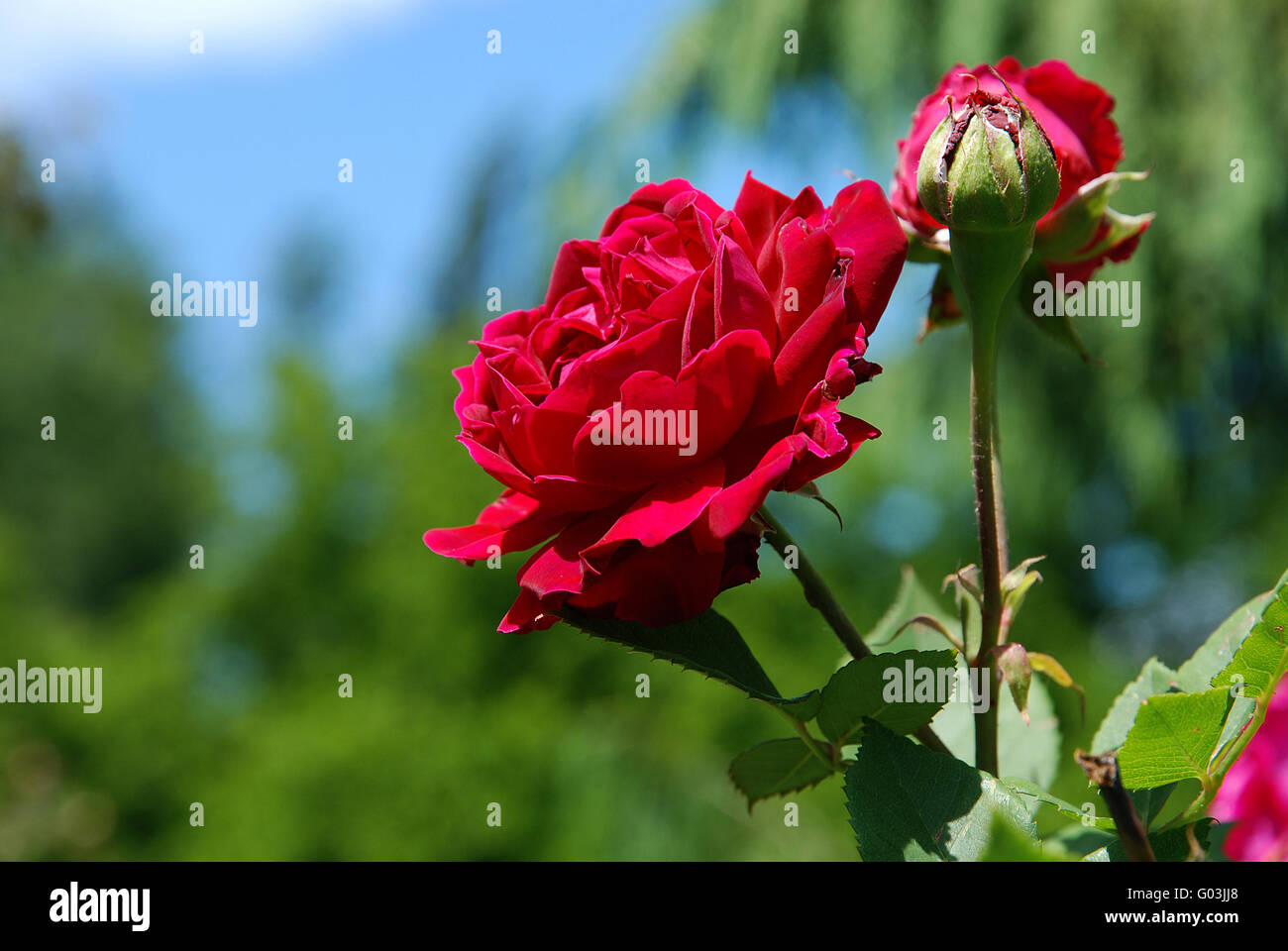 Culture rose hi-res stock photography and images - Alamy