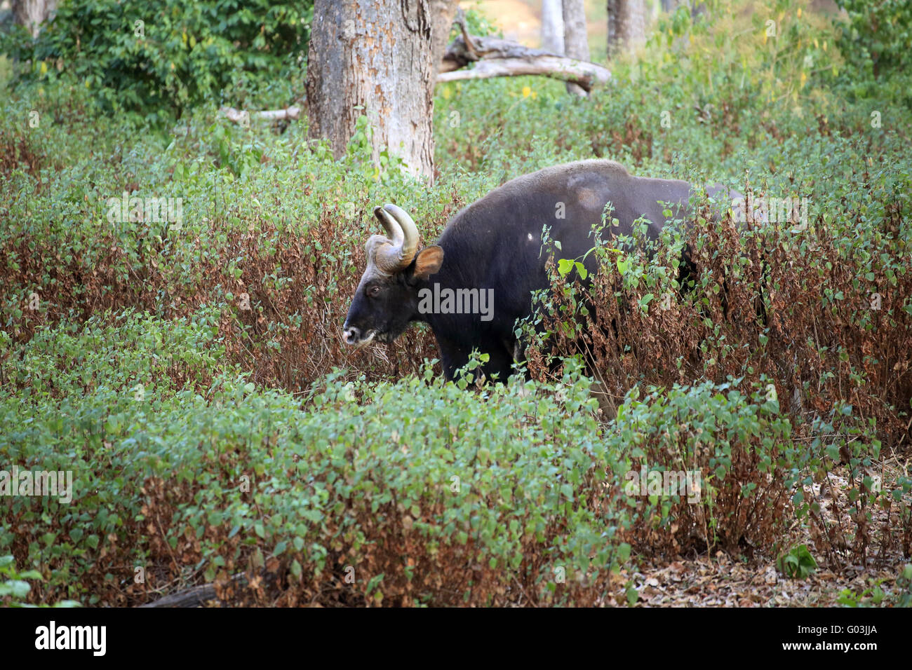 Indian bison grazing hi-res stock photography and images - Alamy