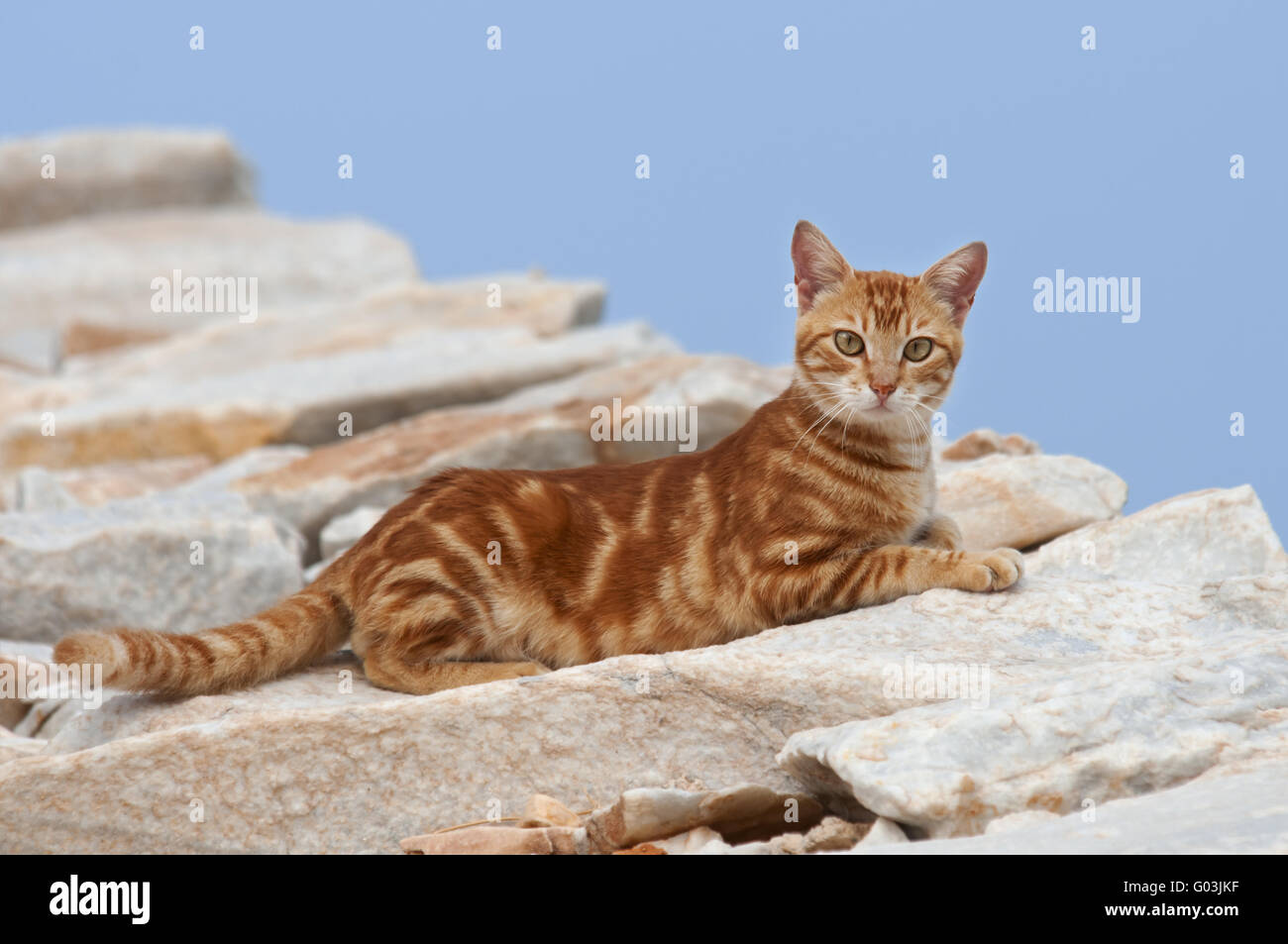 Red Tabby Cat