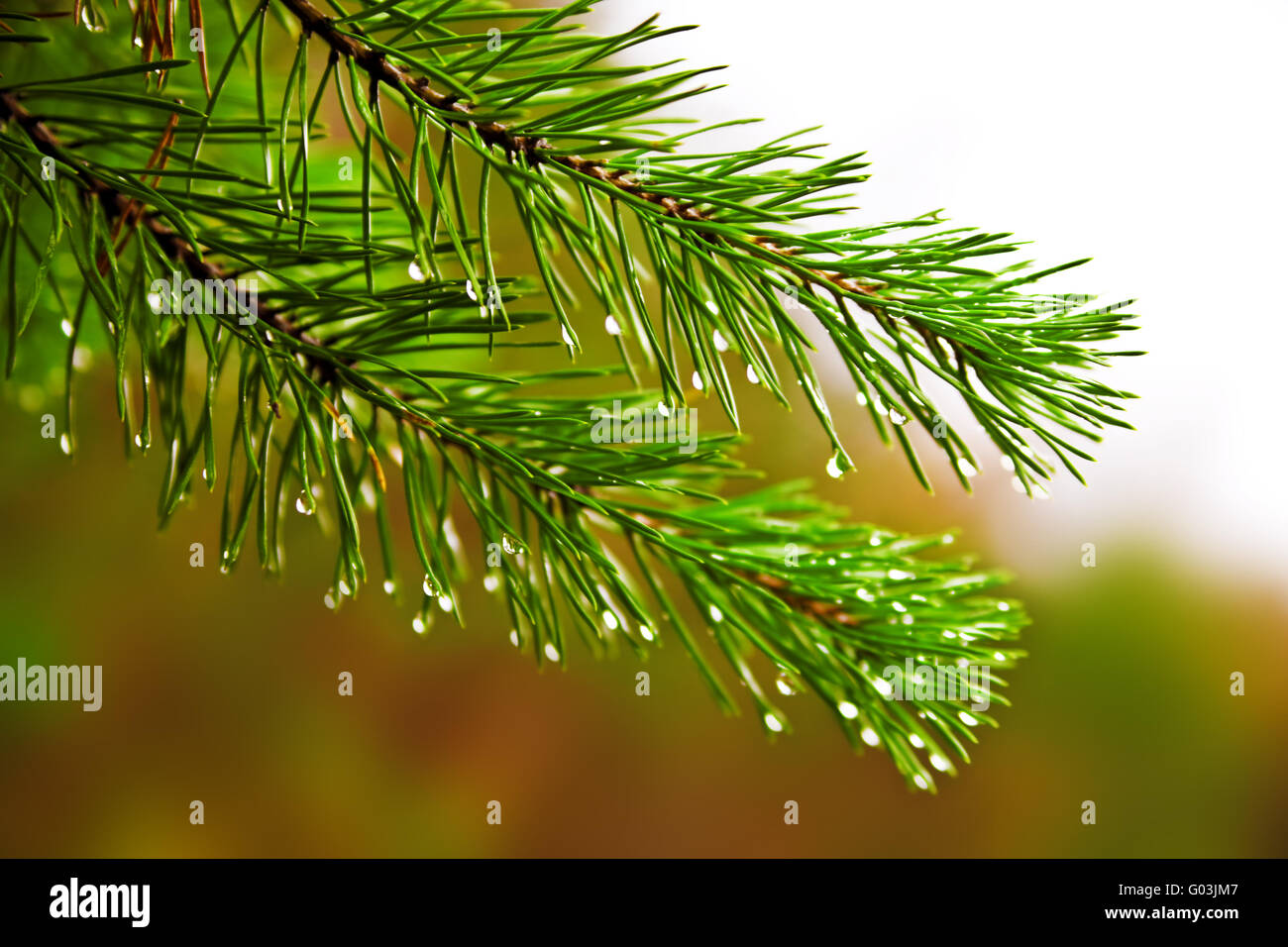green prickly branches of a fur-tree or pine with Stock Photo - Alamy