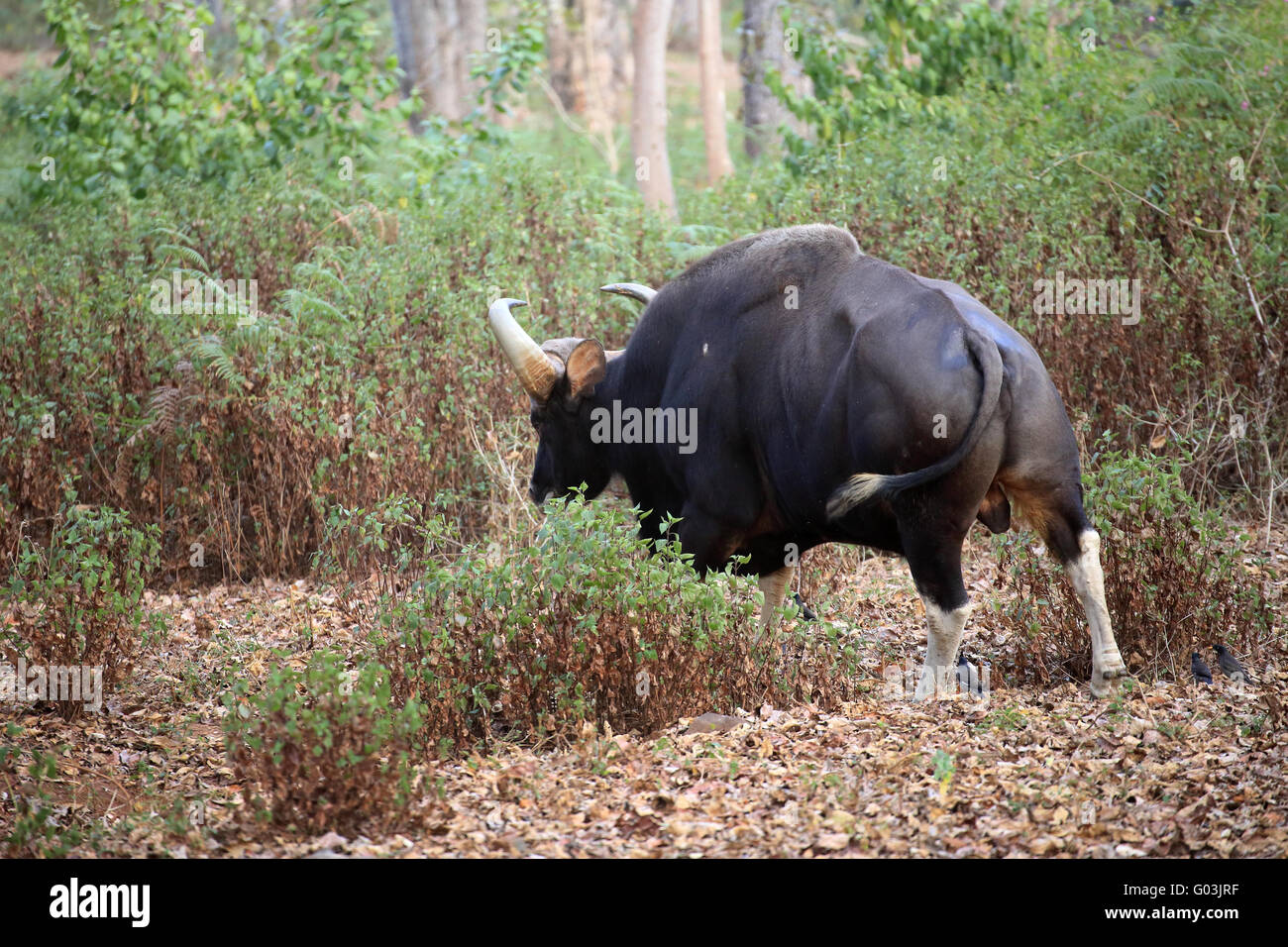 gaur, (Bos gaurus), Indian bison, K Gudi, B R Hills, Karnataka, India ...