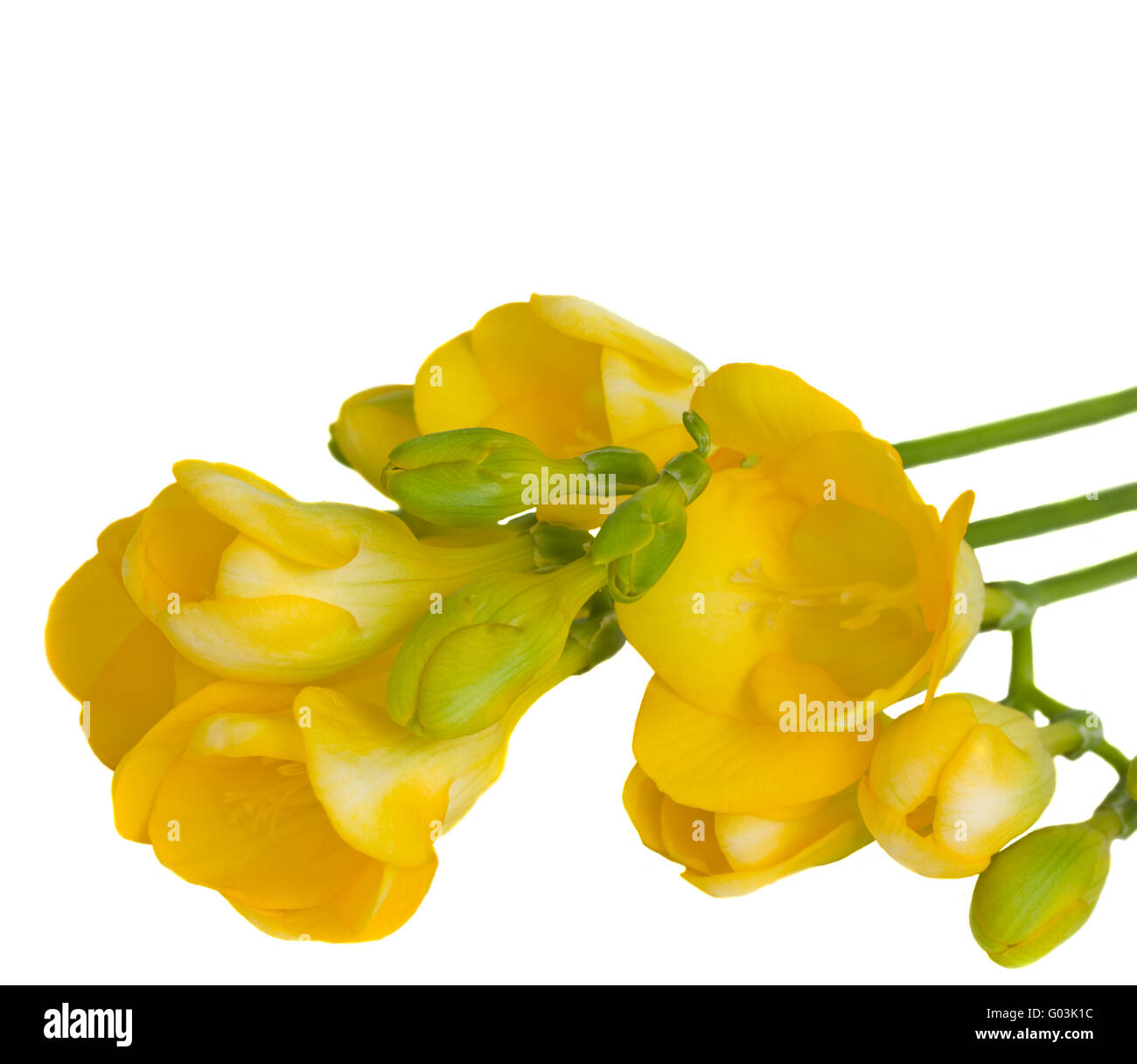 yellow freesia flowers Stock Photo - Alamy