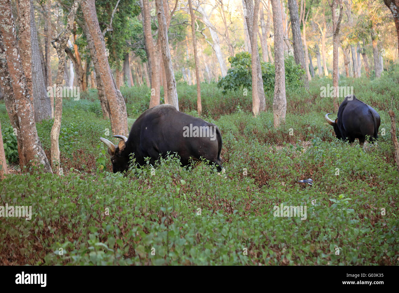 gaur, (Bos gaurus), Indian bison, K Gudi, B R Hills, Karnataka, India ...