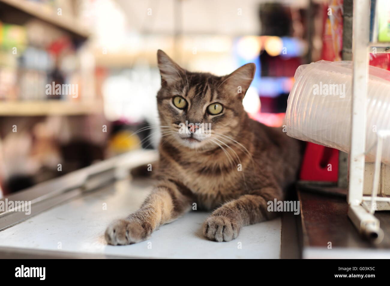 Green moor hi-res stock photography and images - Alamy