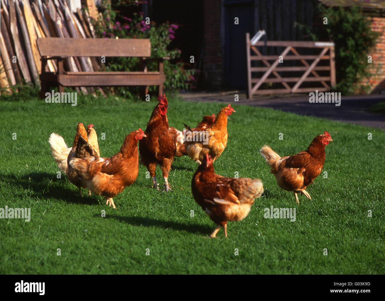 Chicken posture hi-res stock photography and images - Alamy
