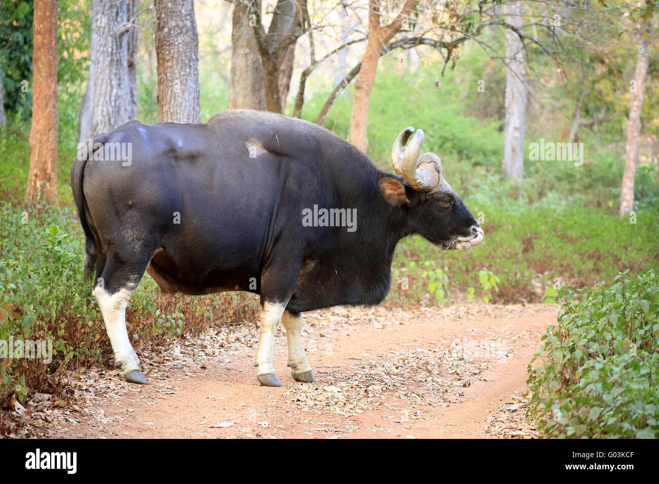 gaur, (Bos gaurus), Indian bison, K Gudi, B R Hills, Karnataka, India ...