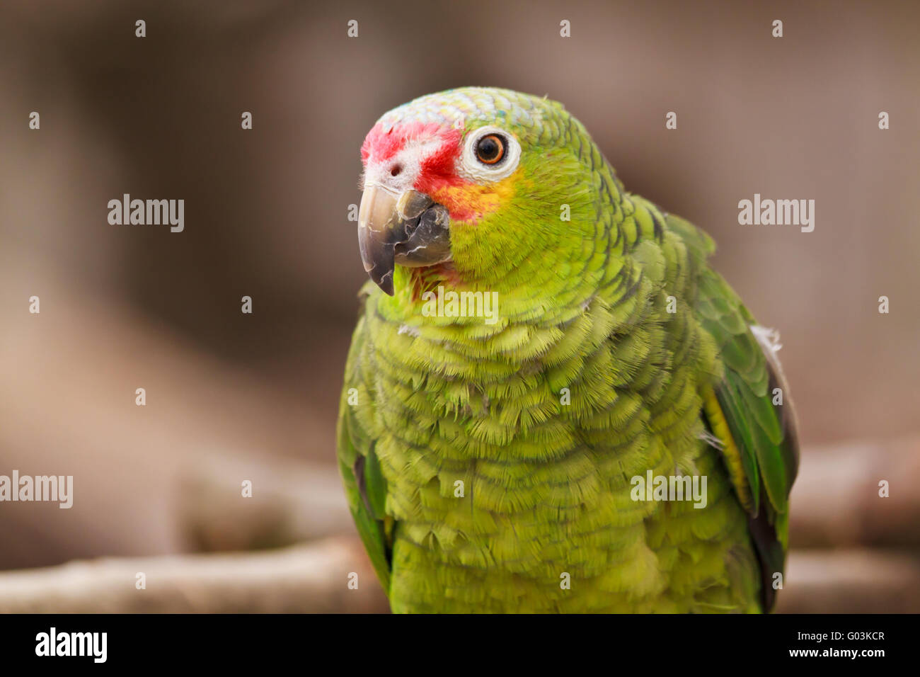 Birds of congo hi-res stock photography and images - Alamy