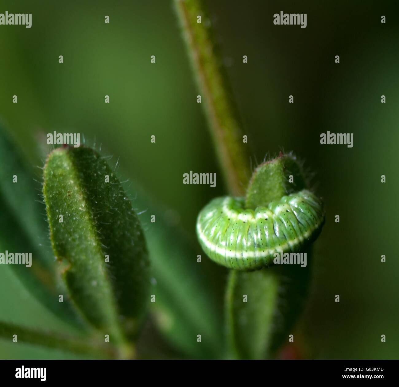 Bright green larva hi-res stock photography and images - Alamy