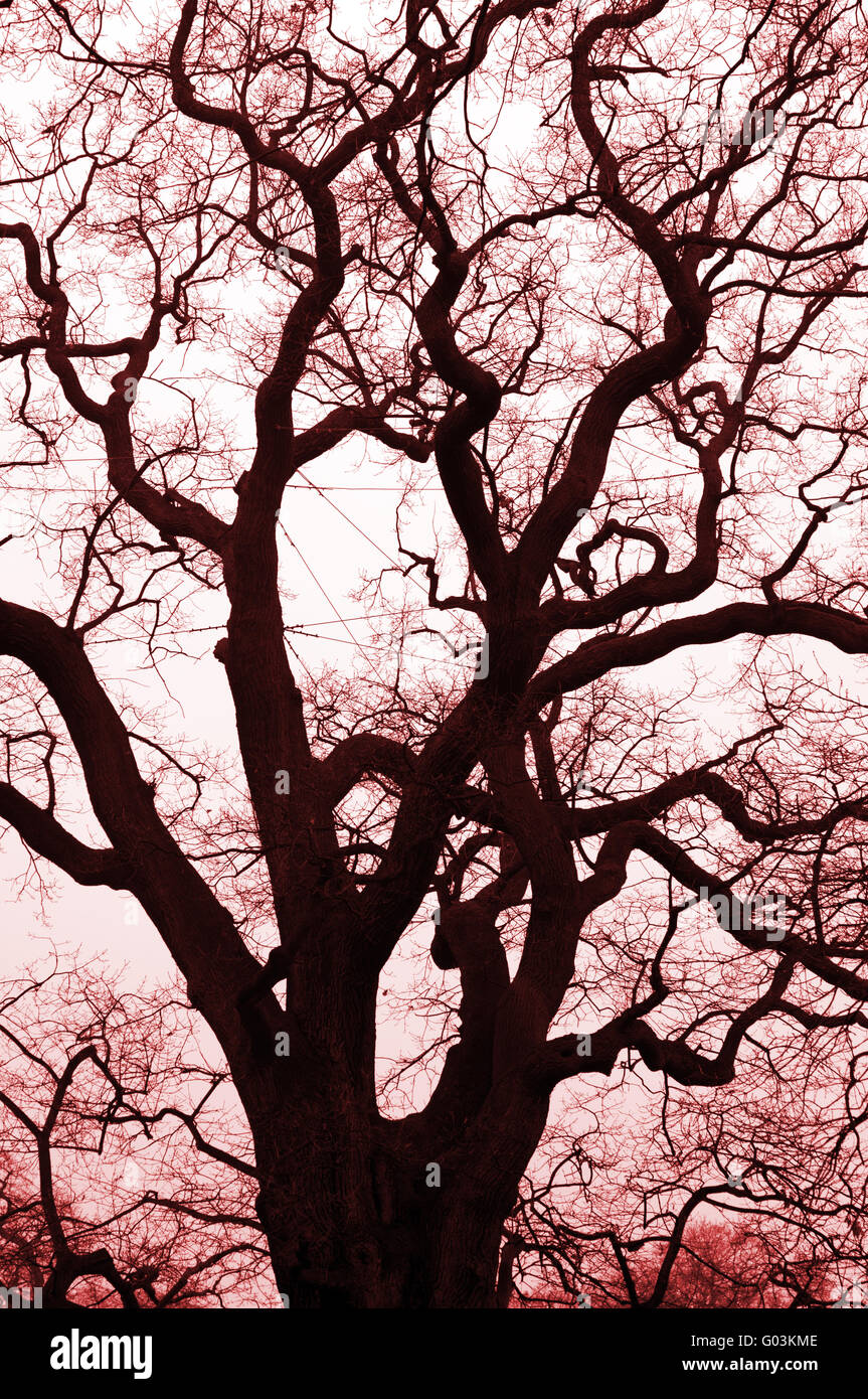 Arteries branching hi-res stock photography and images - Alamy