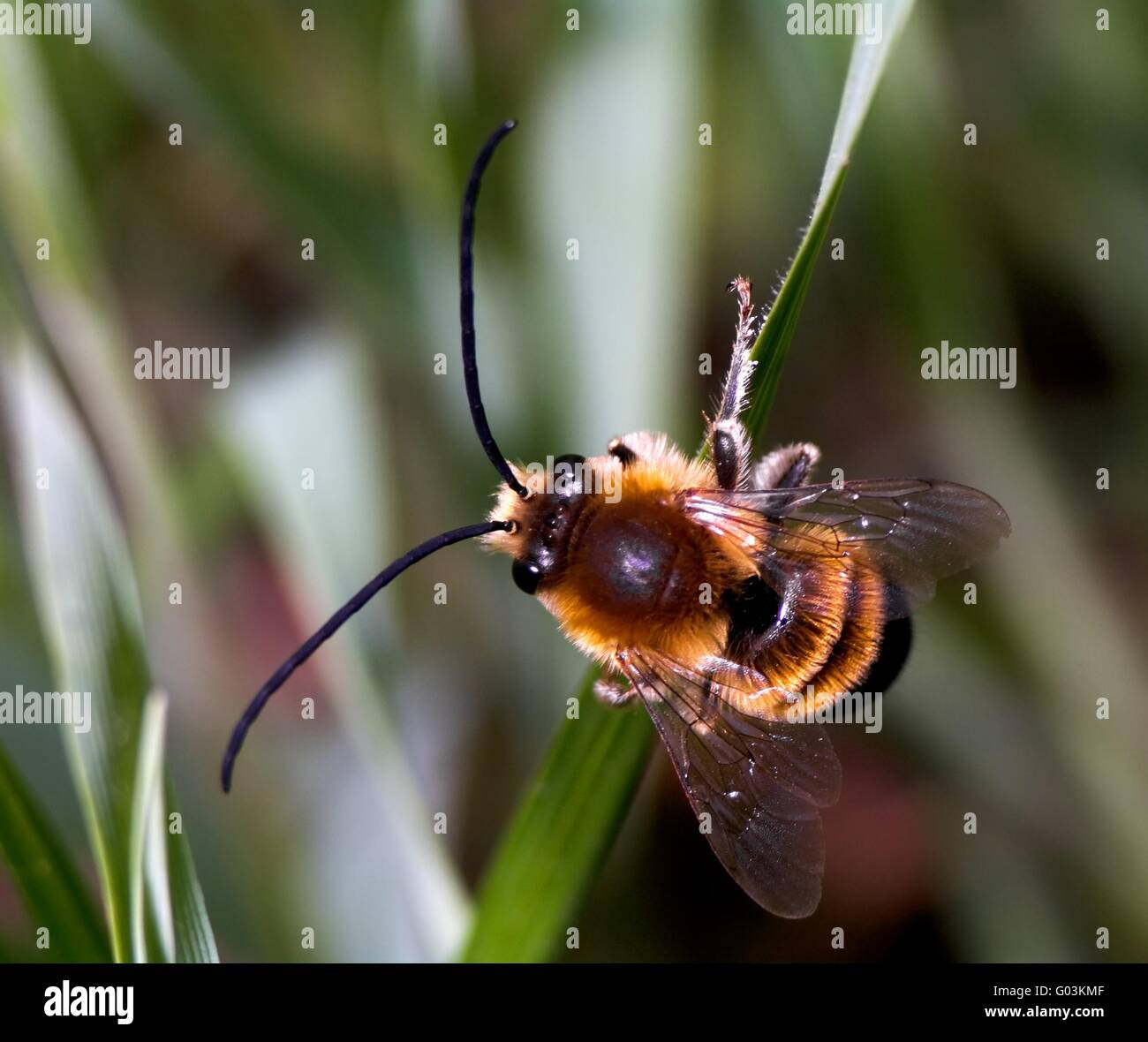 Bumblebee an early morning Stock Photo - Alamy