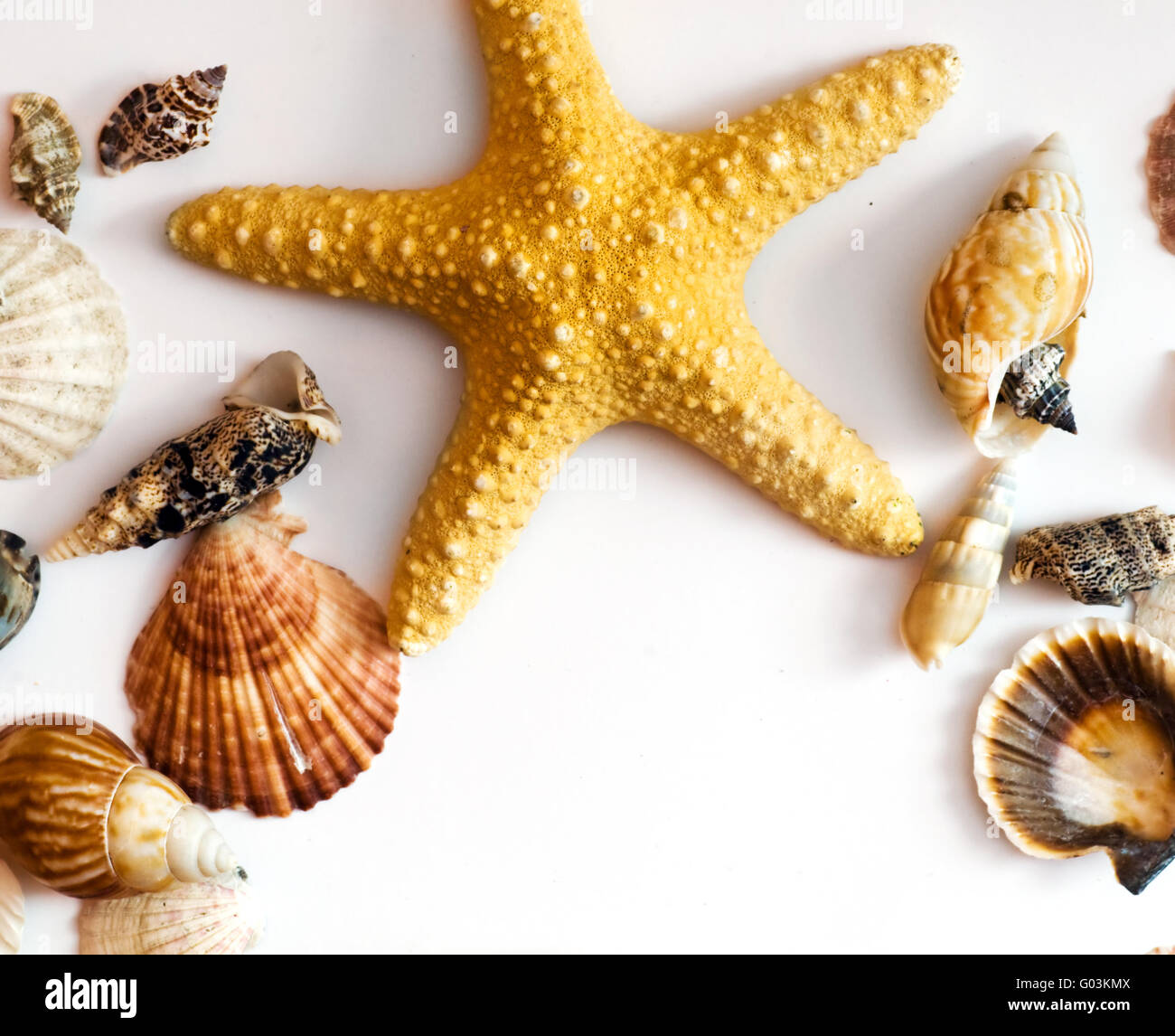 Starfish and shells isolated on white background Stock Photo - Alamy