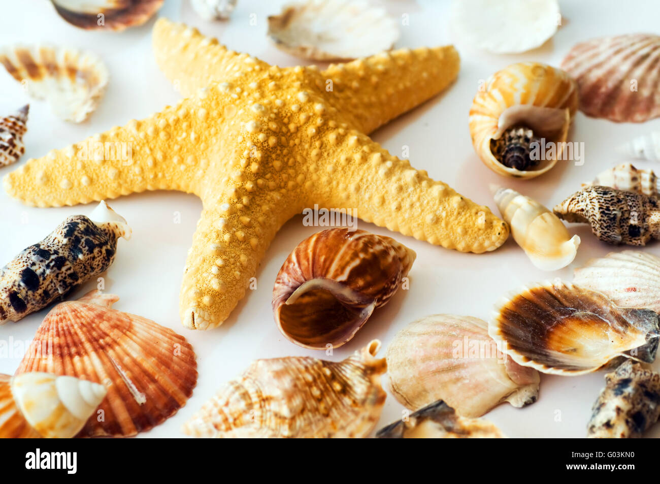 Starfish and shells isolated on white background Stock Photo - Alamy