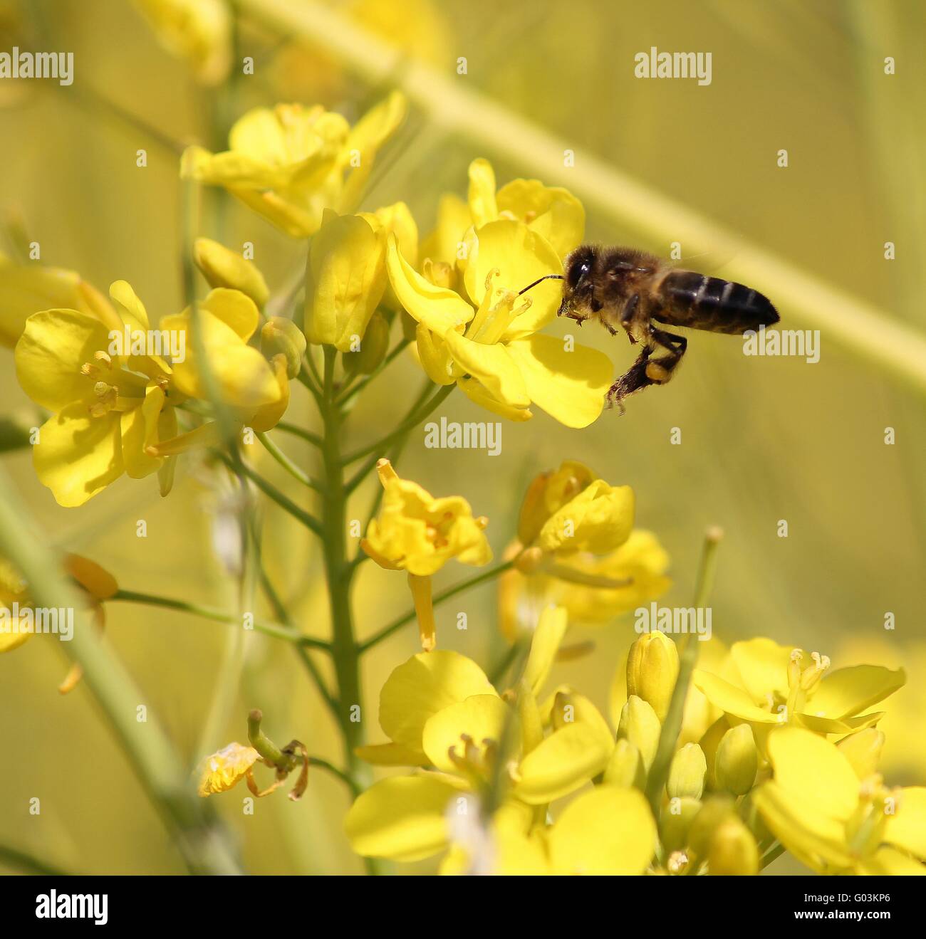 Antenna feeler hi-res stock photography and images - Alamy