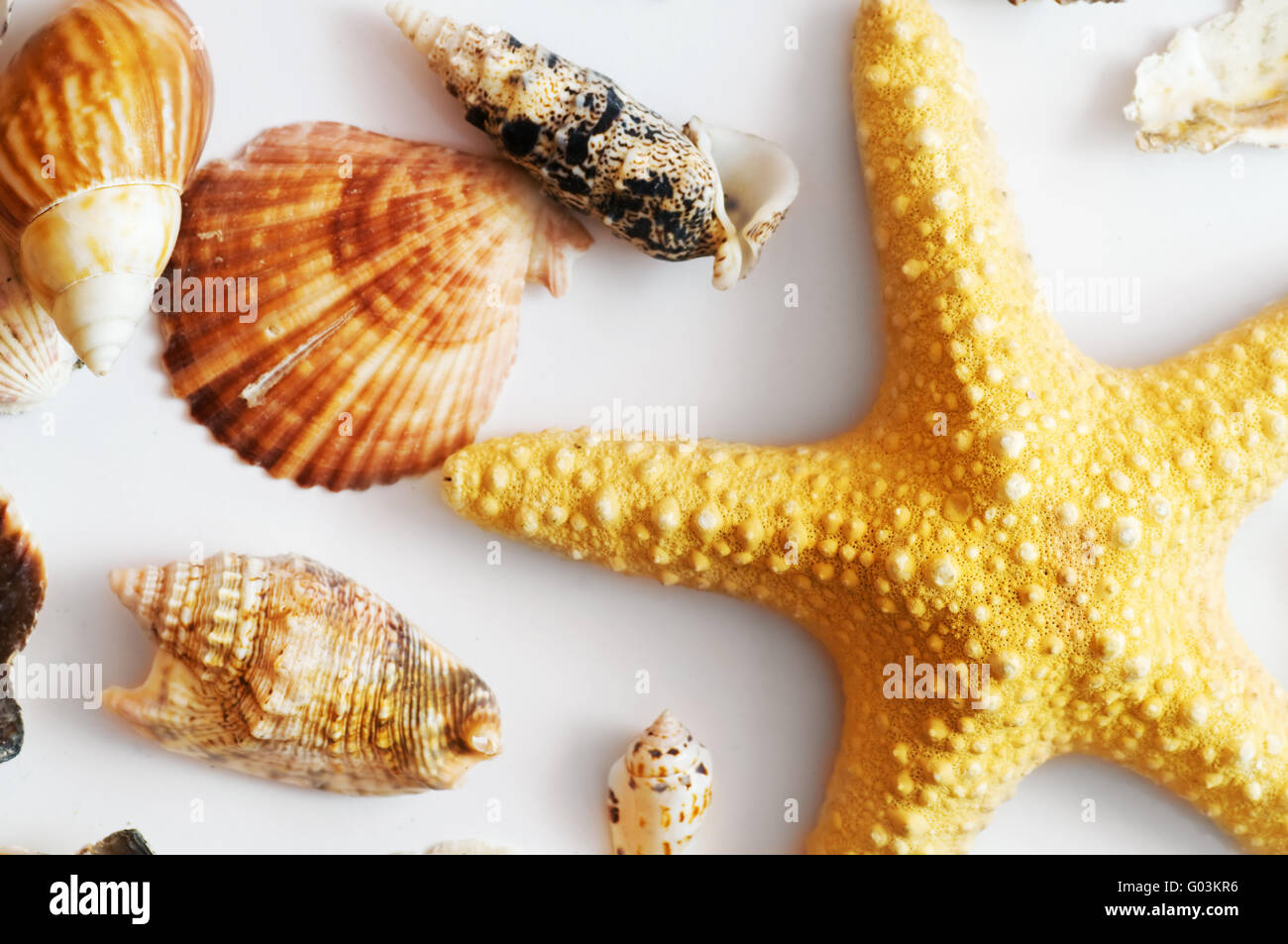 Starfish and shells isolated on white background Stock Photo - Alamy