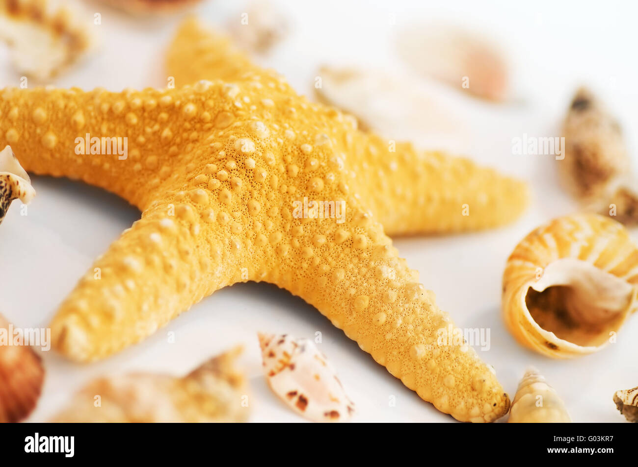 Starfish and shells isolated on white background Stock Photo - Alamy