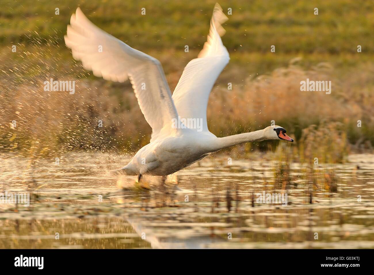 swan in flight Stock Photo - Alamy