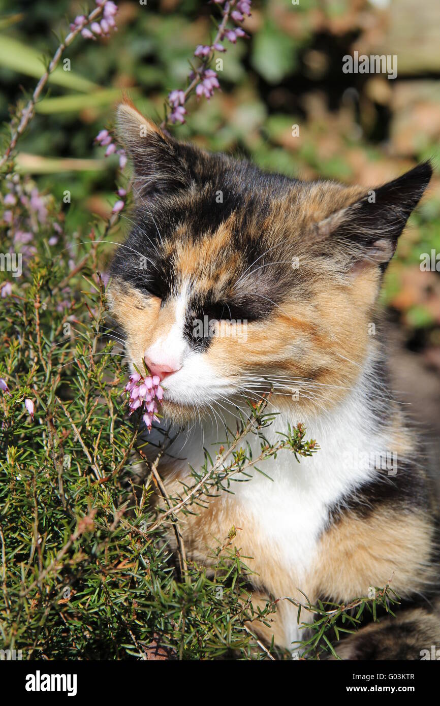 Snuffles hi-res stock photography and images - Alamy