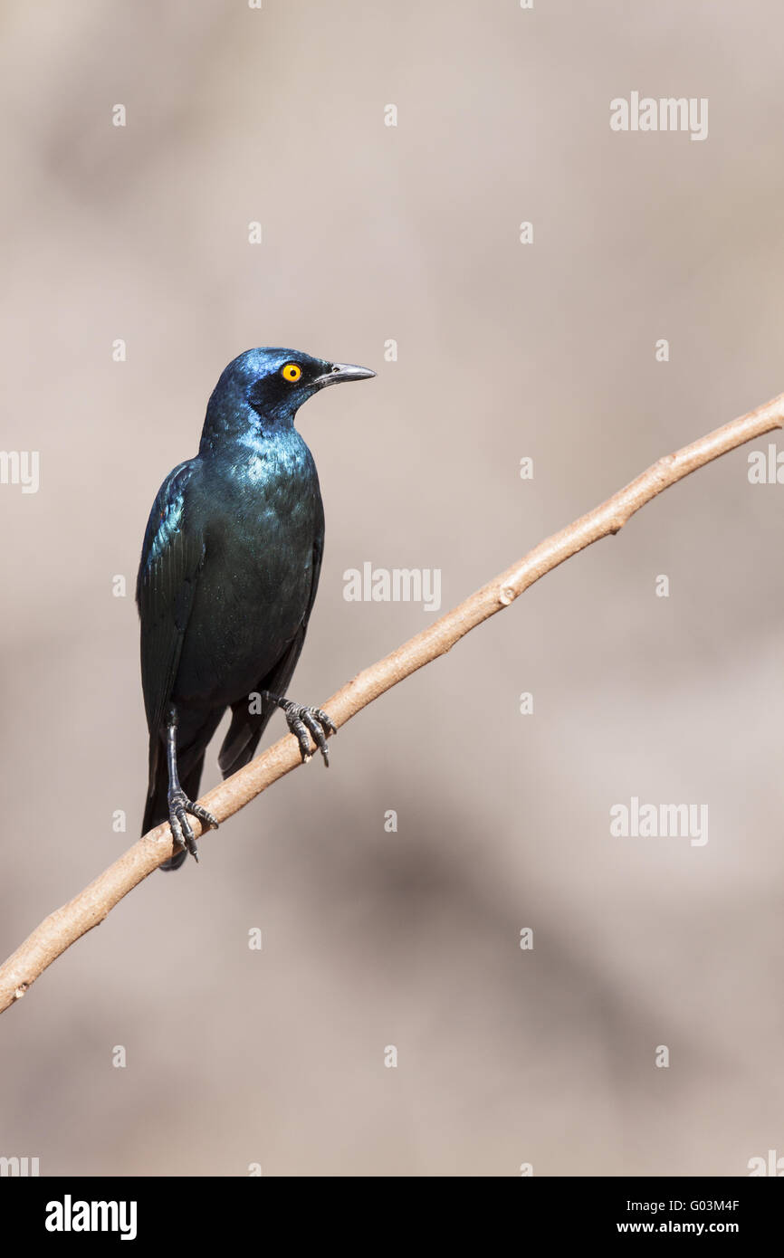 Actual gloss starlings hi-res stock photography and images - Alamy