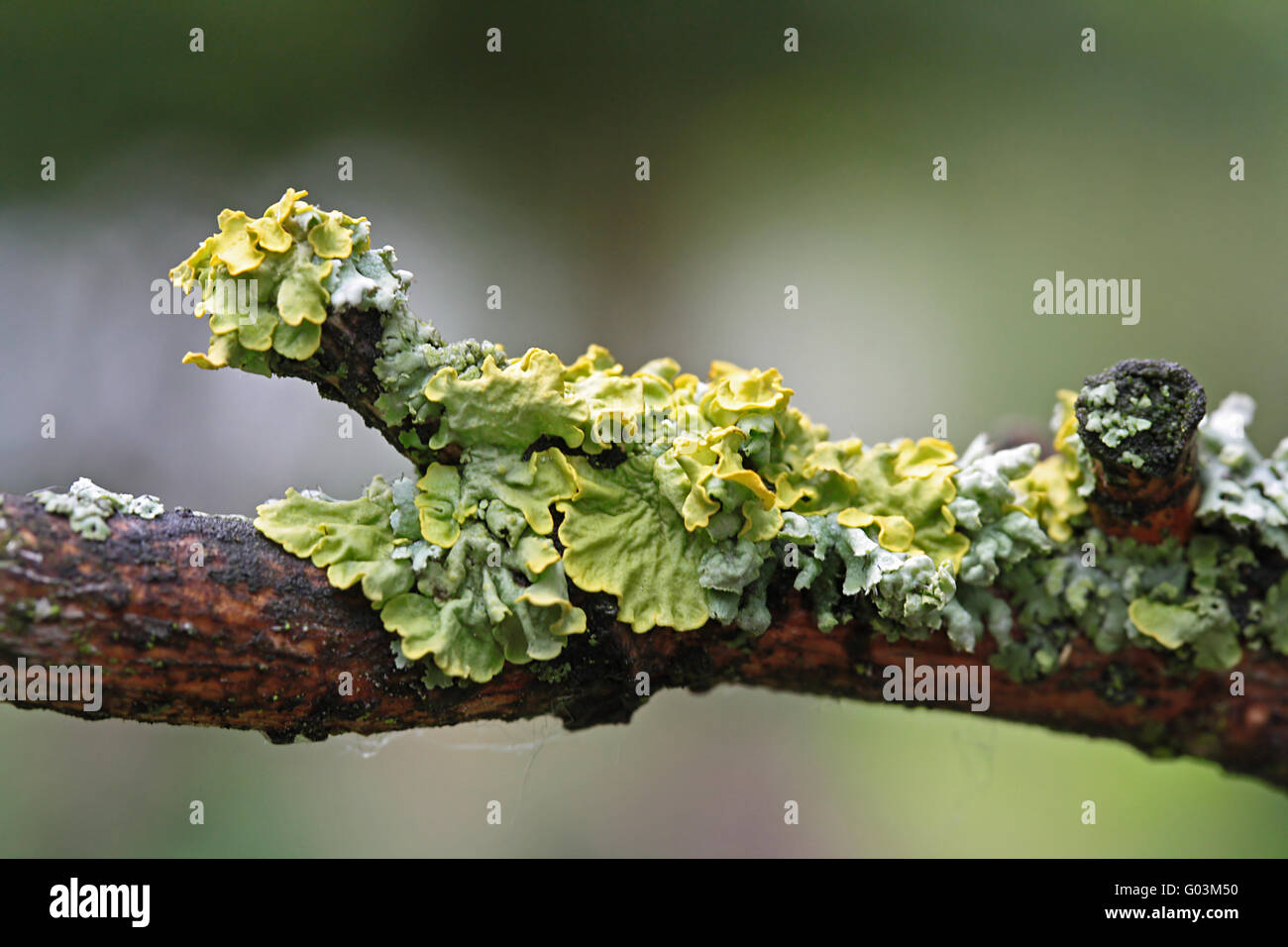 Tree Lichen Stock Photo - Alamy