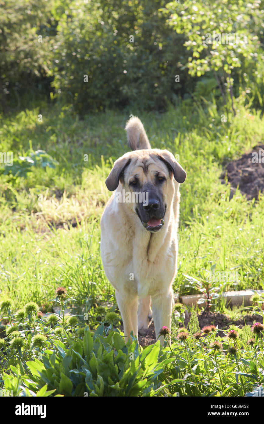 Dog of breed the Spanish mastiff on a meadow Stock Photo - Alamy