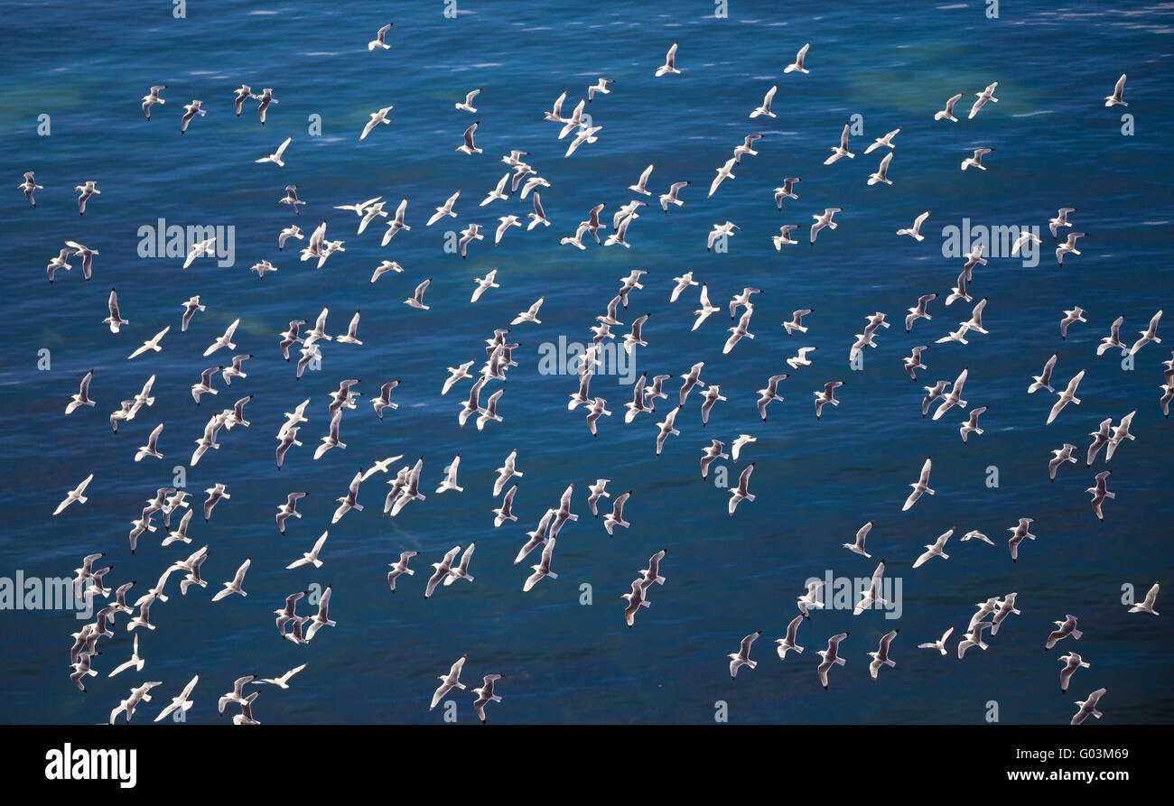 big flock with many European Herring Gulls, Larus argentatus against ...