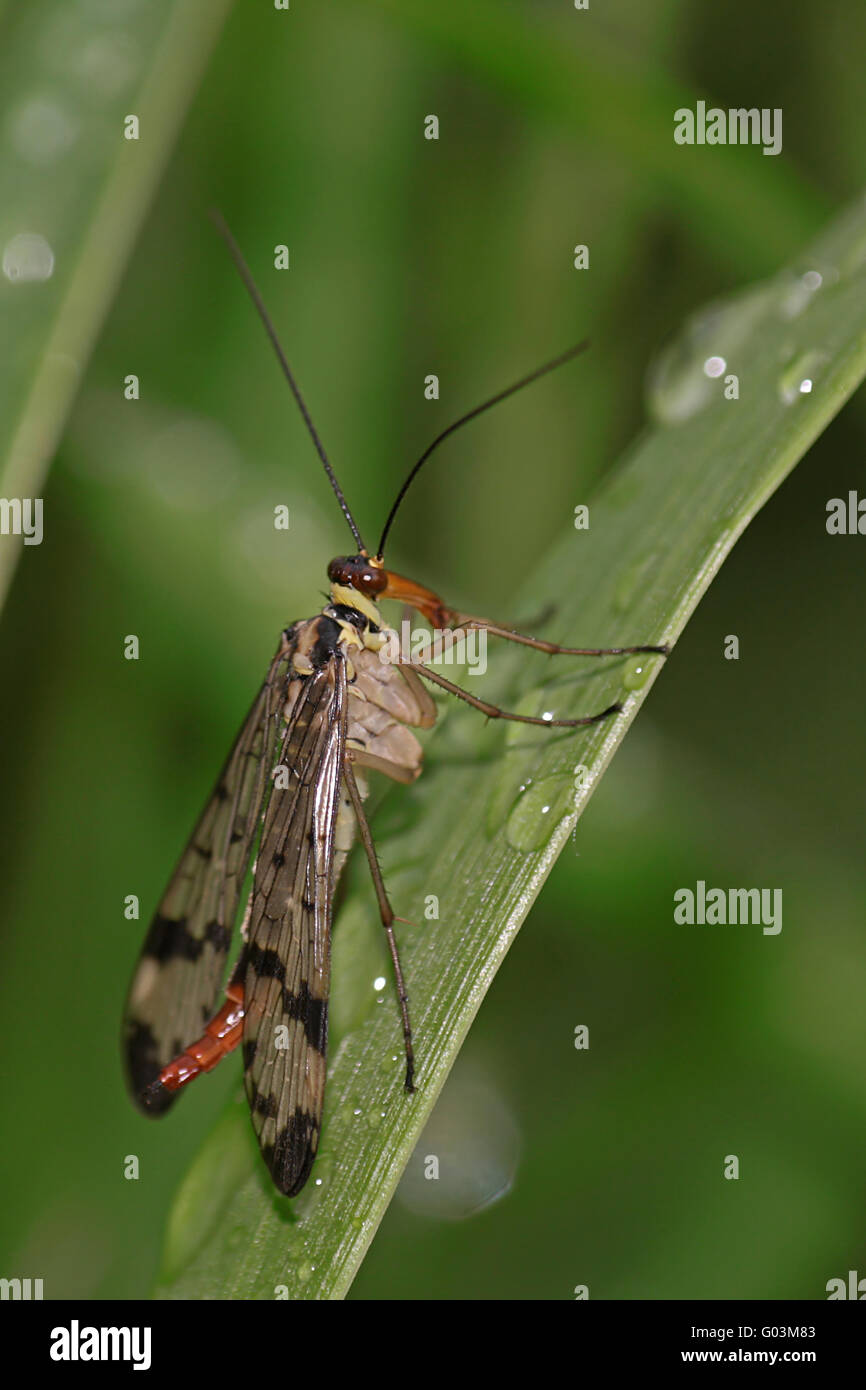 Beak fly probe hi-res stock photography and images - Alamy