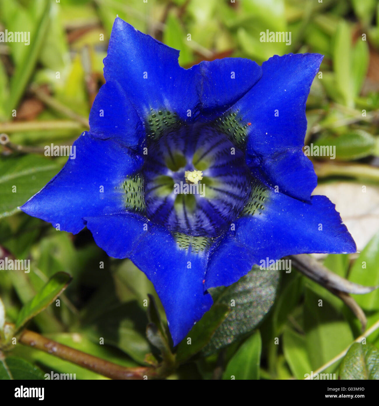 Gentiana acaulis / Blue Stemless gentian Stock Photo - Alamy