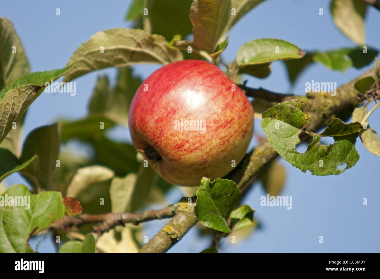 Apfel stiel hi-res stock photography and images - Alamy