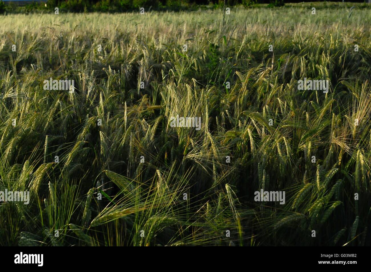 Ackerbau konzept hi-res stock photography and images - Alamy