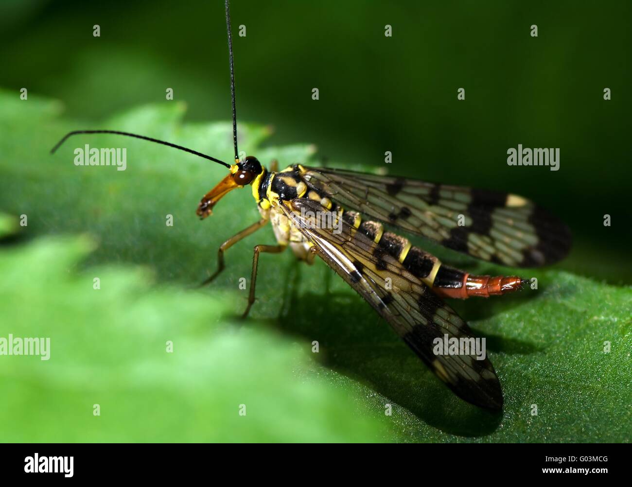 Scorionfly hi-res stock photography and images - Alamy