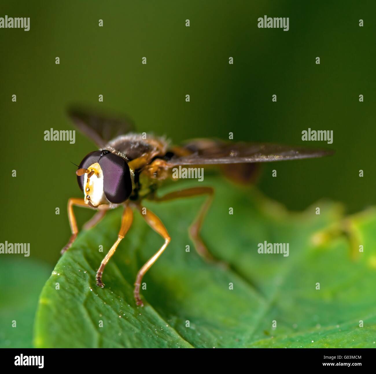 Hoverfly proboscis hi-res stock photography and images - Alamy