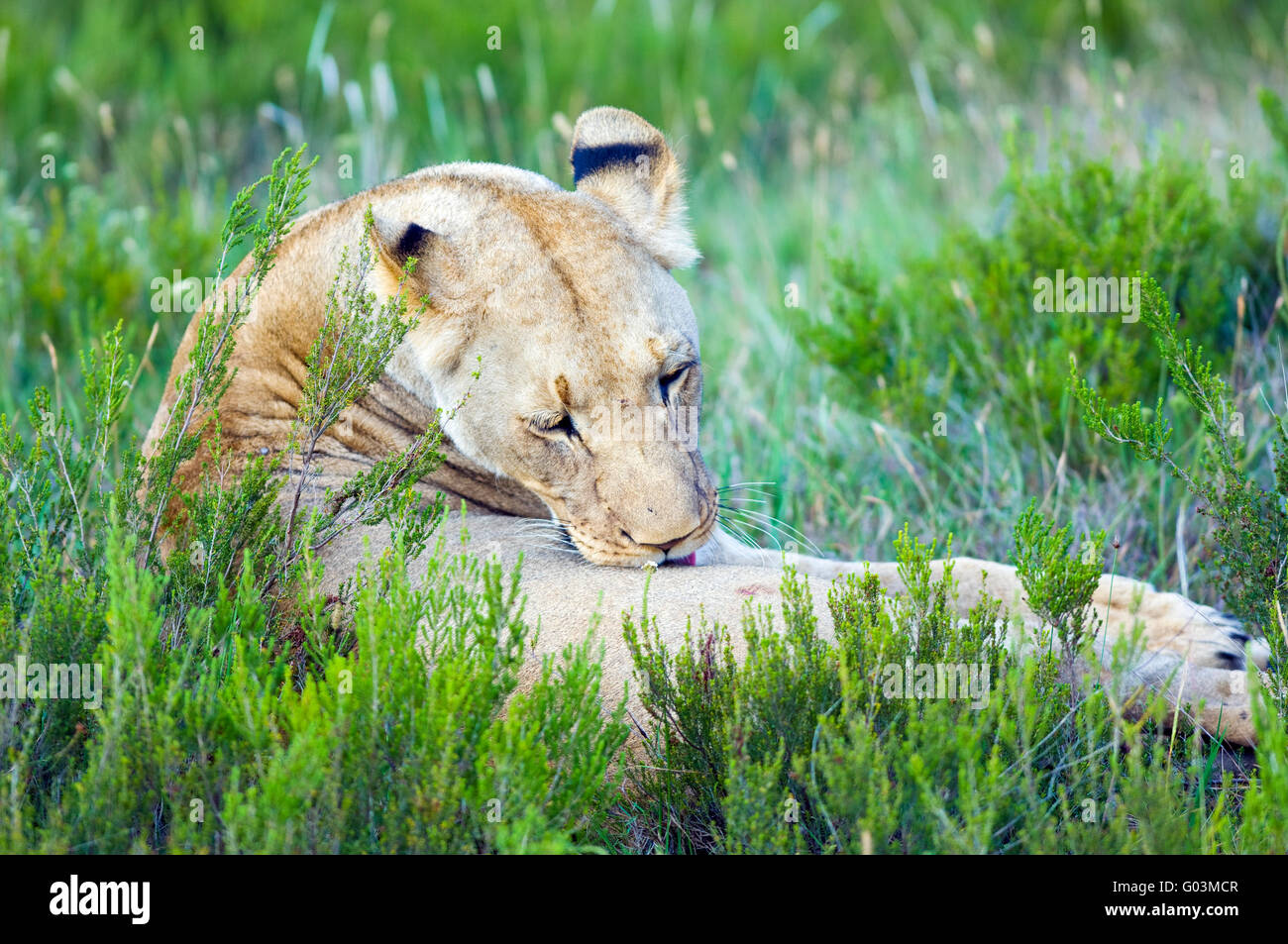 Female panthera leo hi-res stock photography and images - Alamy
