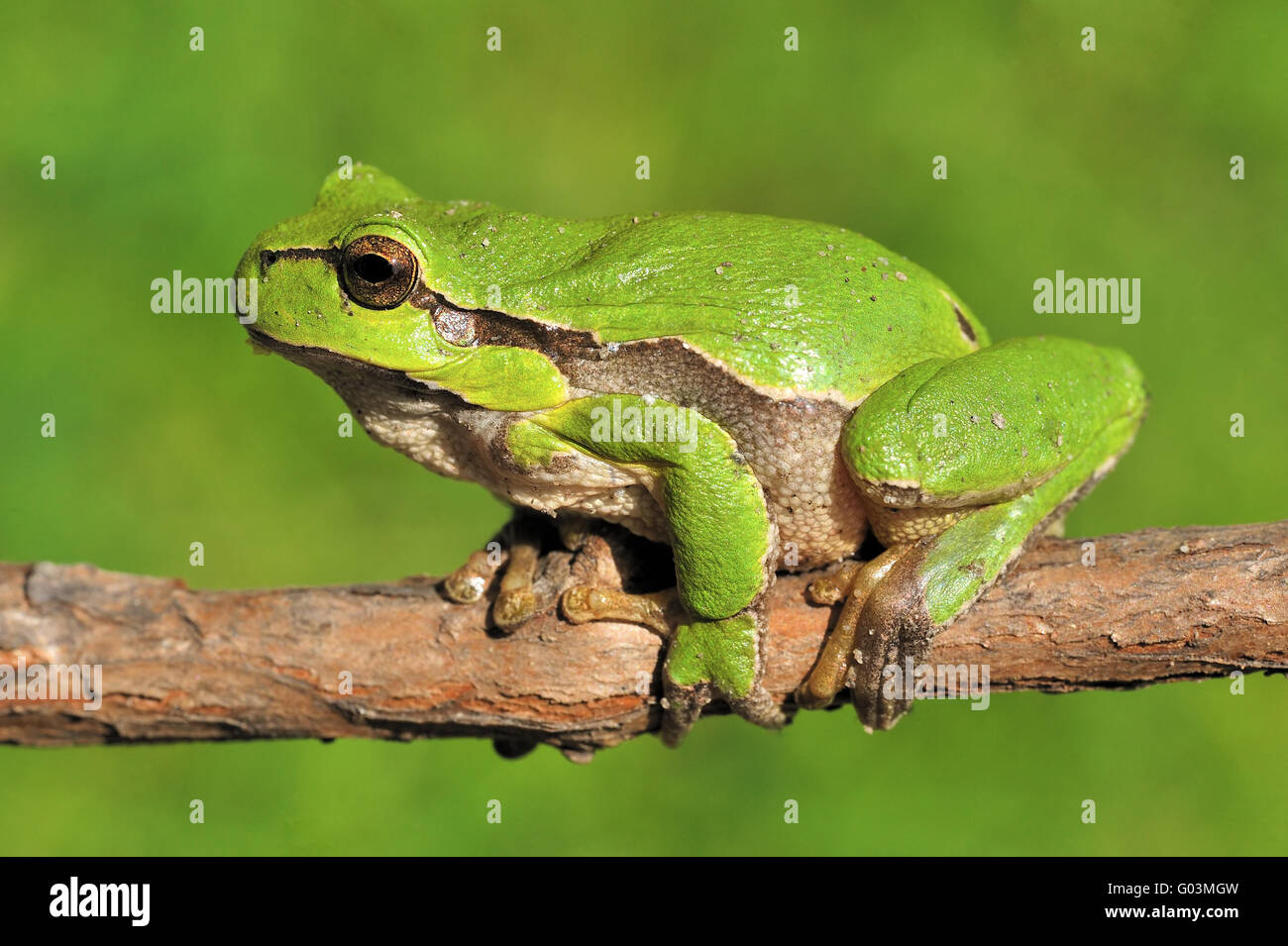 common tree frog Stock Photo - Alamy