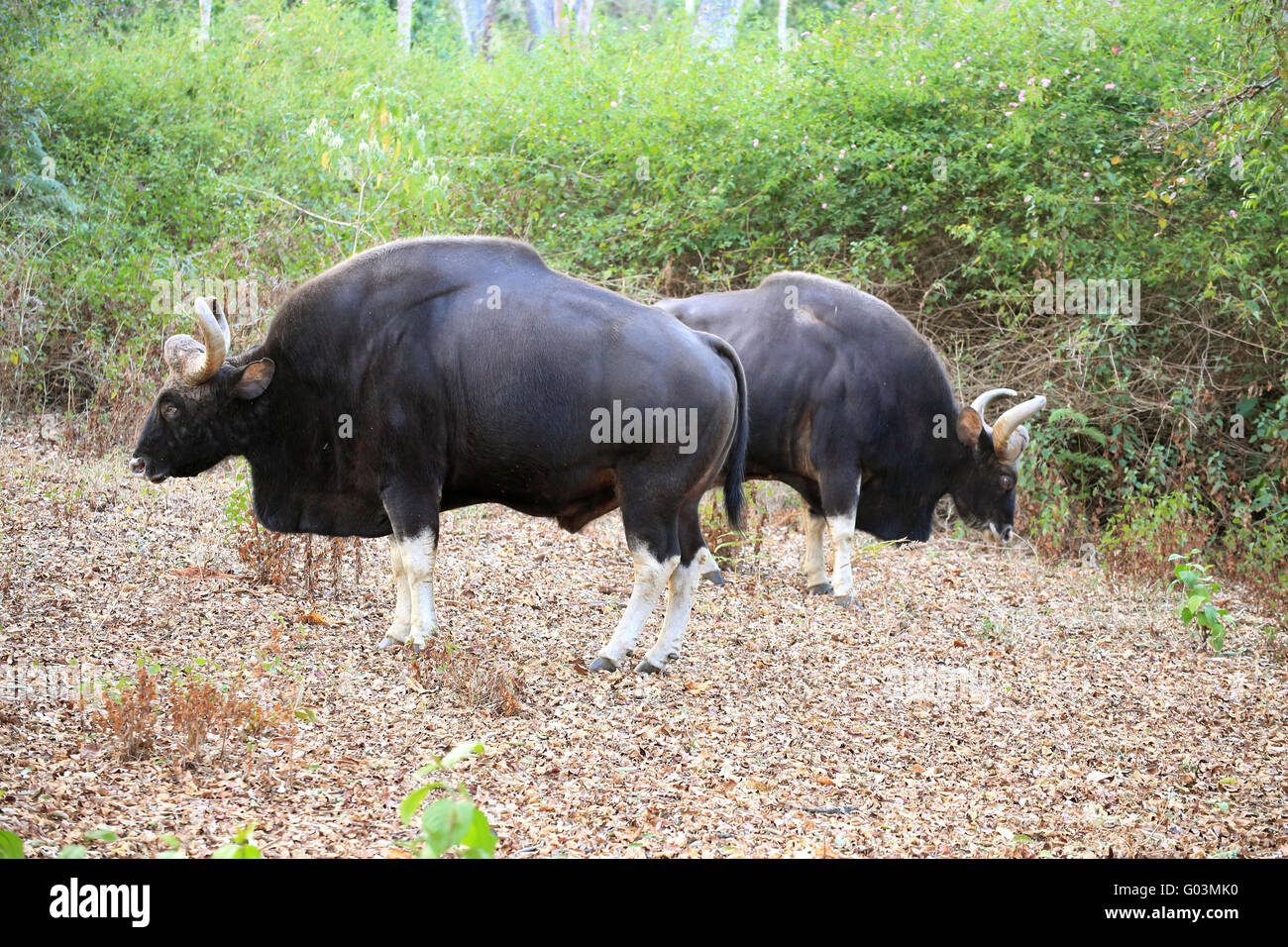 gaur, (Bos gaurus), Indian bison, K Gudi, B R Hills, Karnataka, India ...