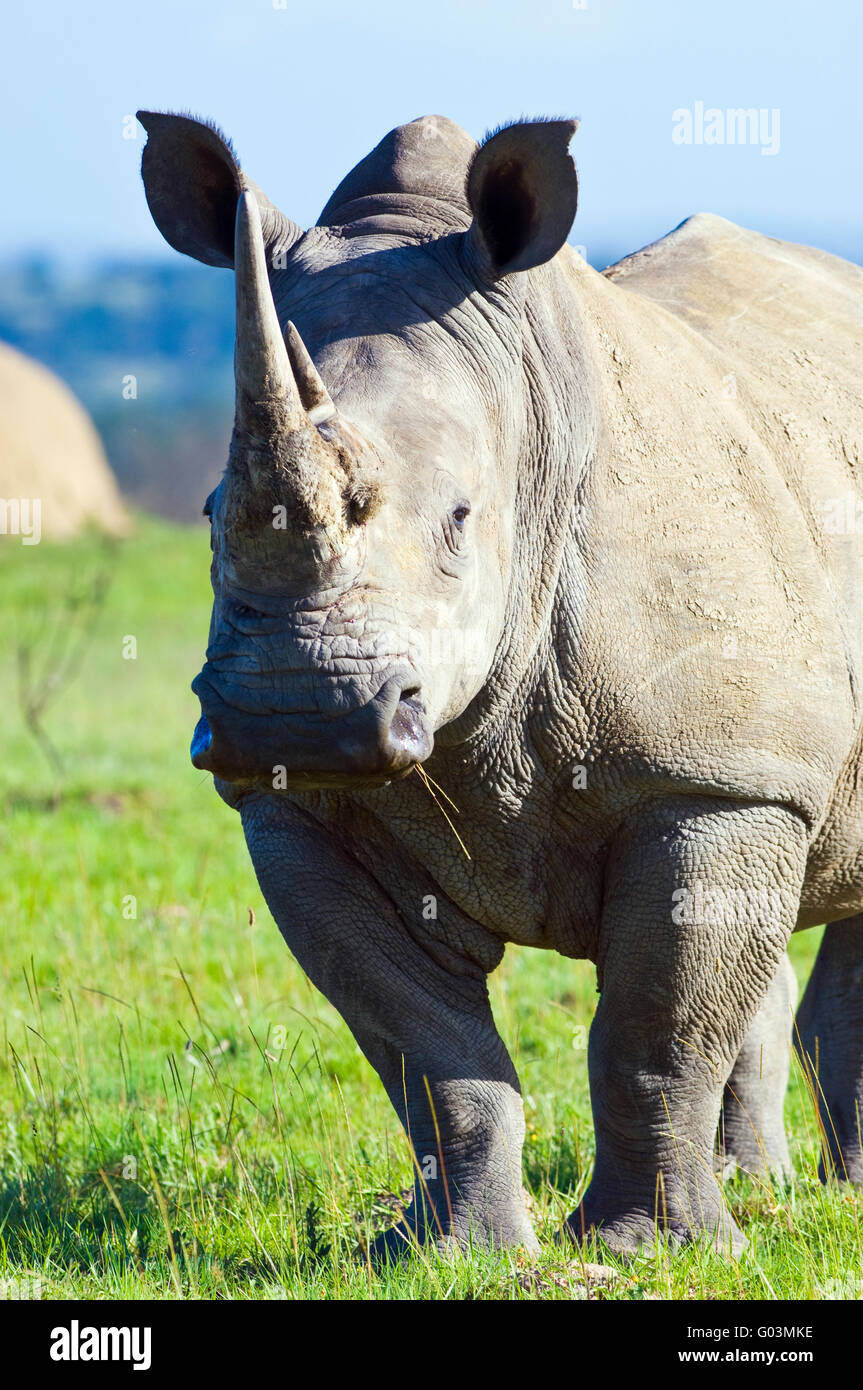A mature male white rhinoceros or square-lipped rhinoceros. Image taken ...