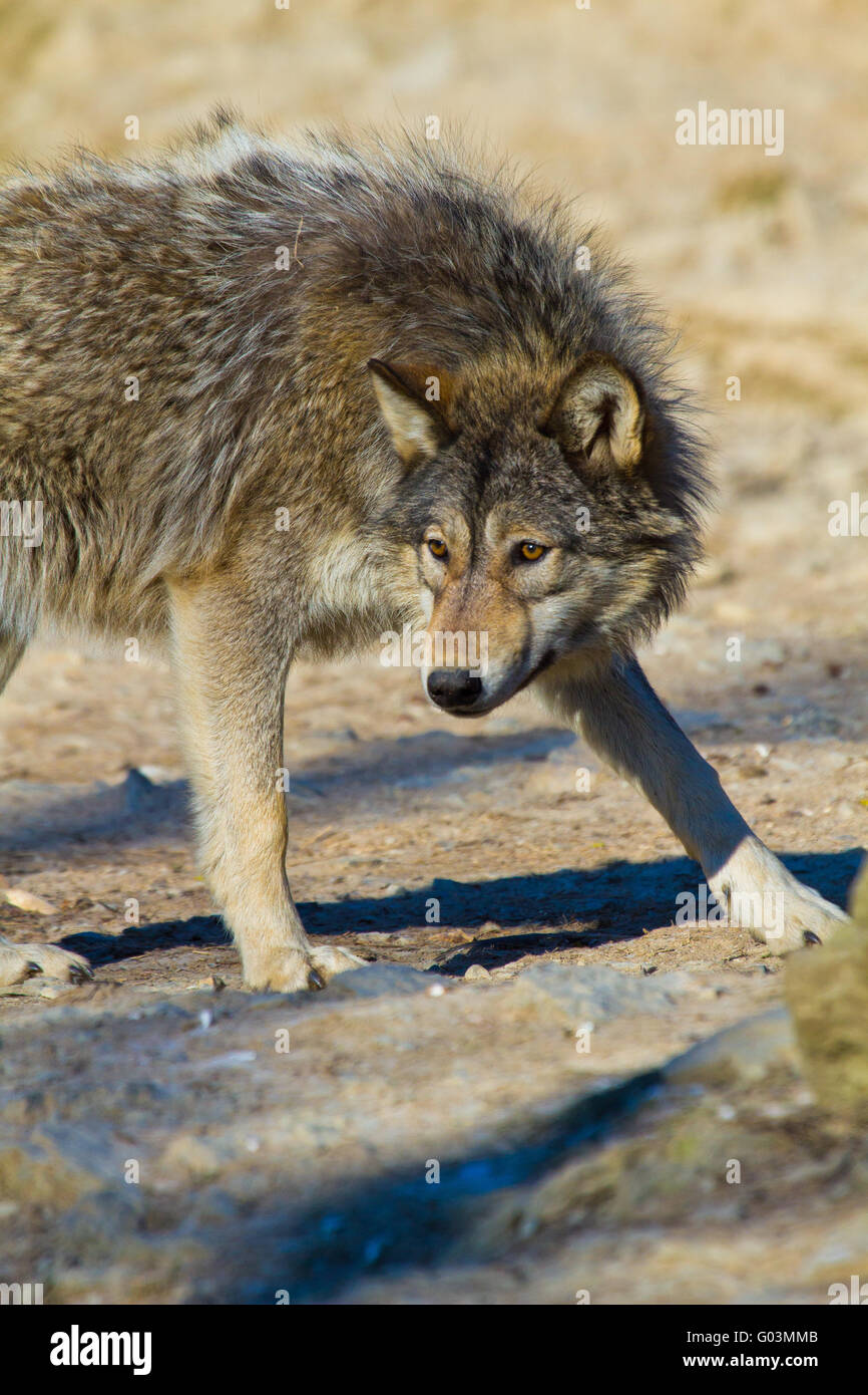 Eastern Wolf or american grey wolf (Canis lupus Stock Photo - Alamy