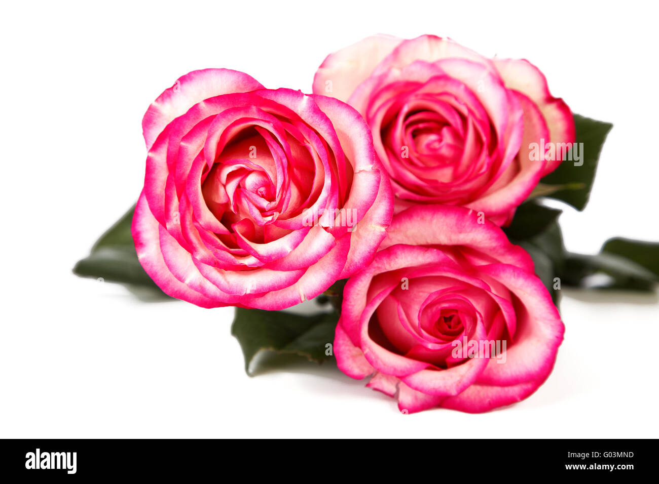 Bouquet from three white-red roses the isolated on white Stock Photo ...