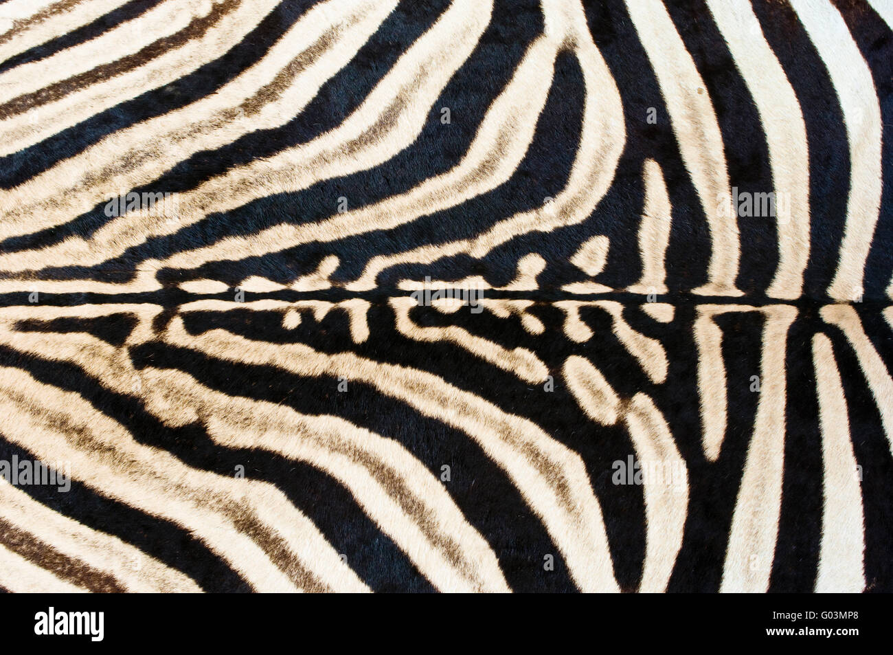 Detail image of a zebra skin floor rug Stock Photo - Alamy