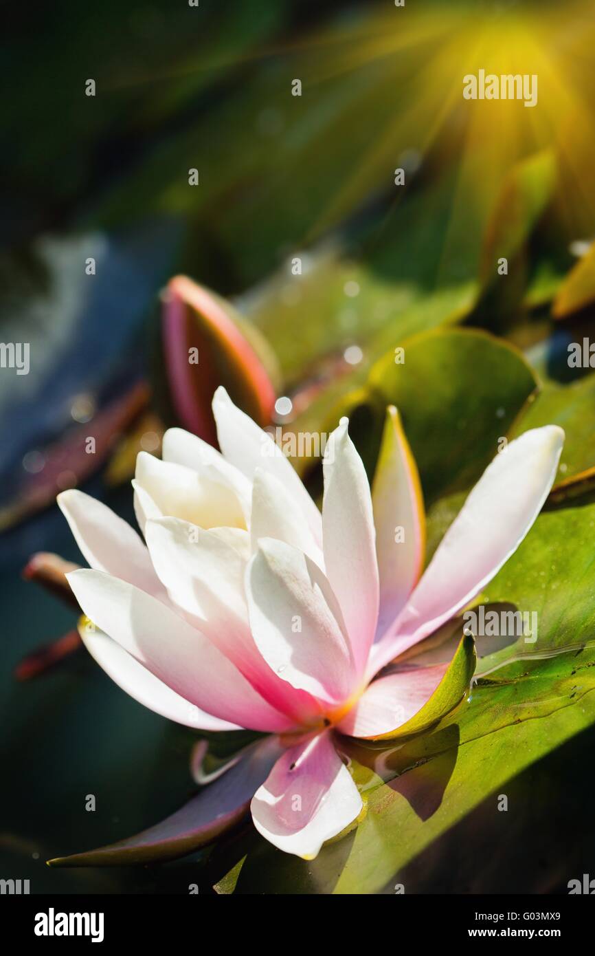 Beautiful lotus flower and background Stock Photo - Alamy