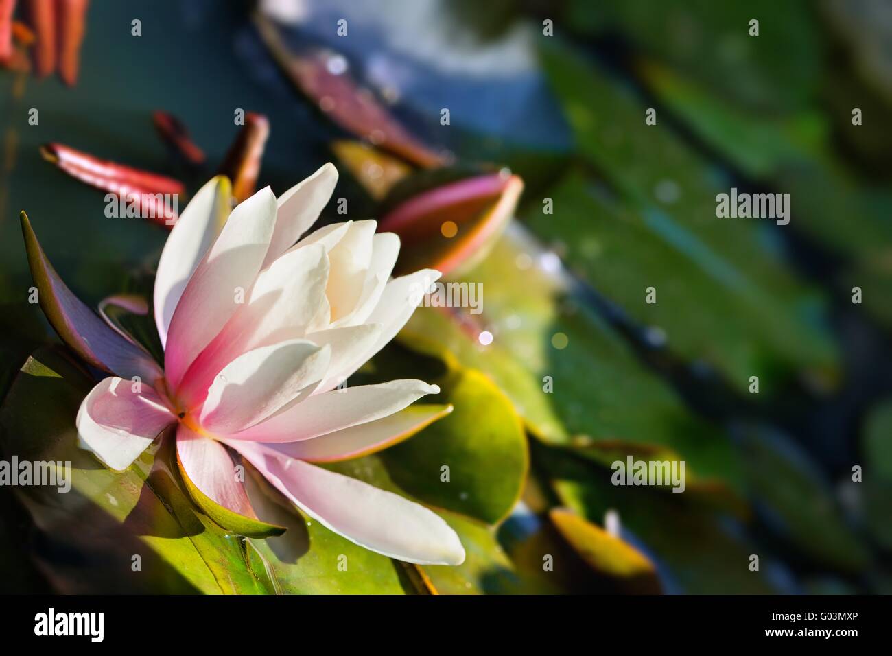 Beautiful lotus flower and background Stock Photo - Alamy