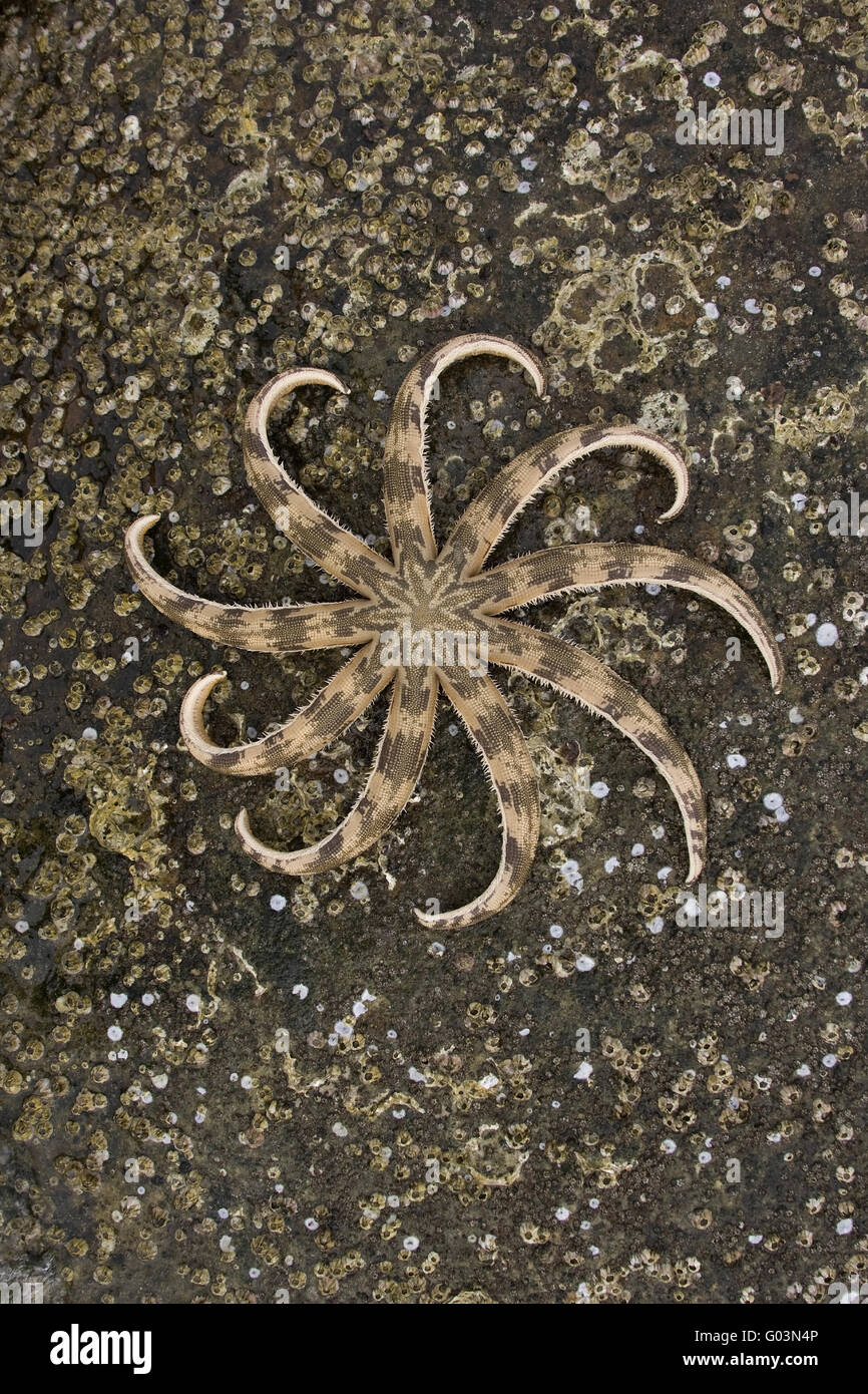 Starfish (Asteroidea), Gulf of Thailand,,Phu Quoc Stock Photo - Alamy