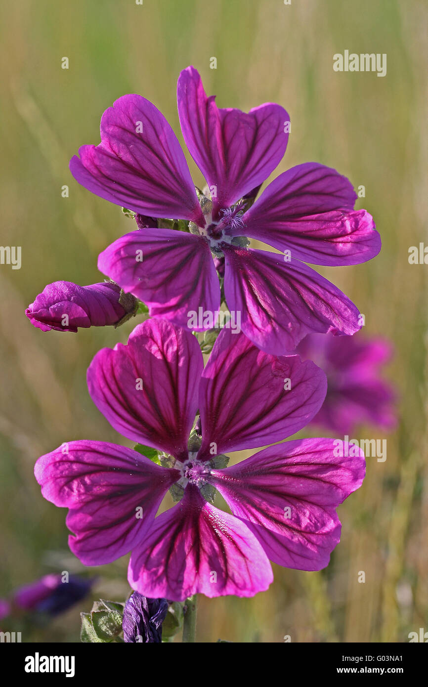 Mallow Plants High Resolution Stock Photography and Images - Alamy
