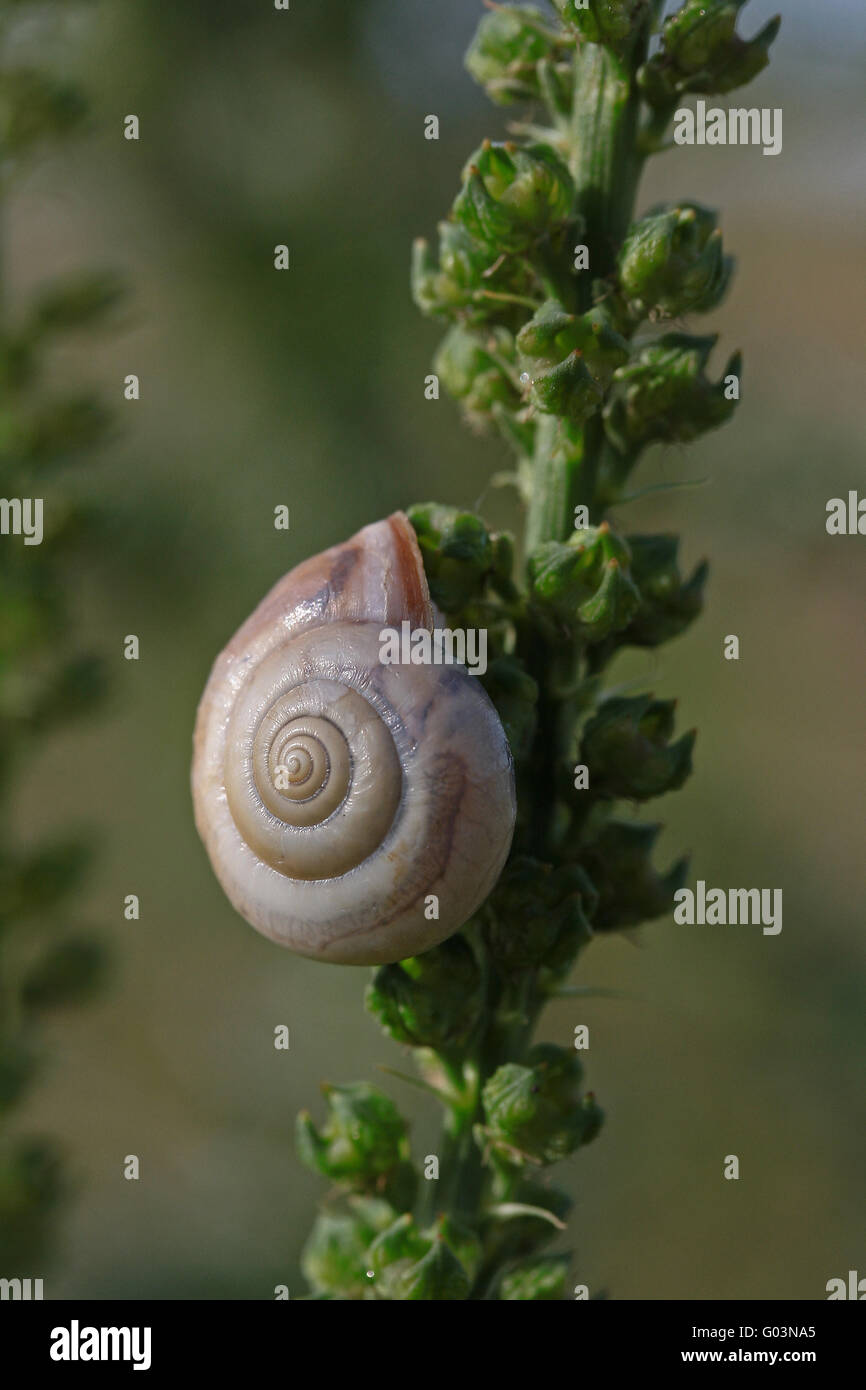 Portrait r snail hi-res stock photography and images - Alamy