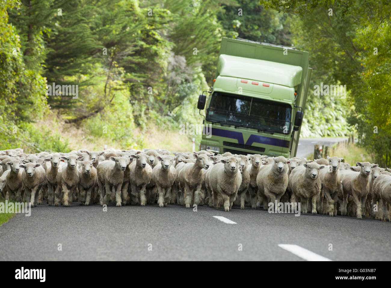 Sheep on a road hi-res stock photography and images - Alamy