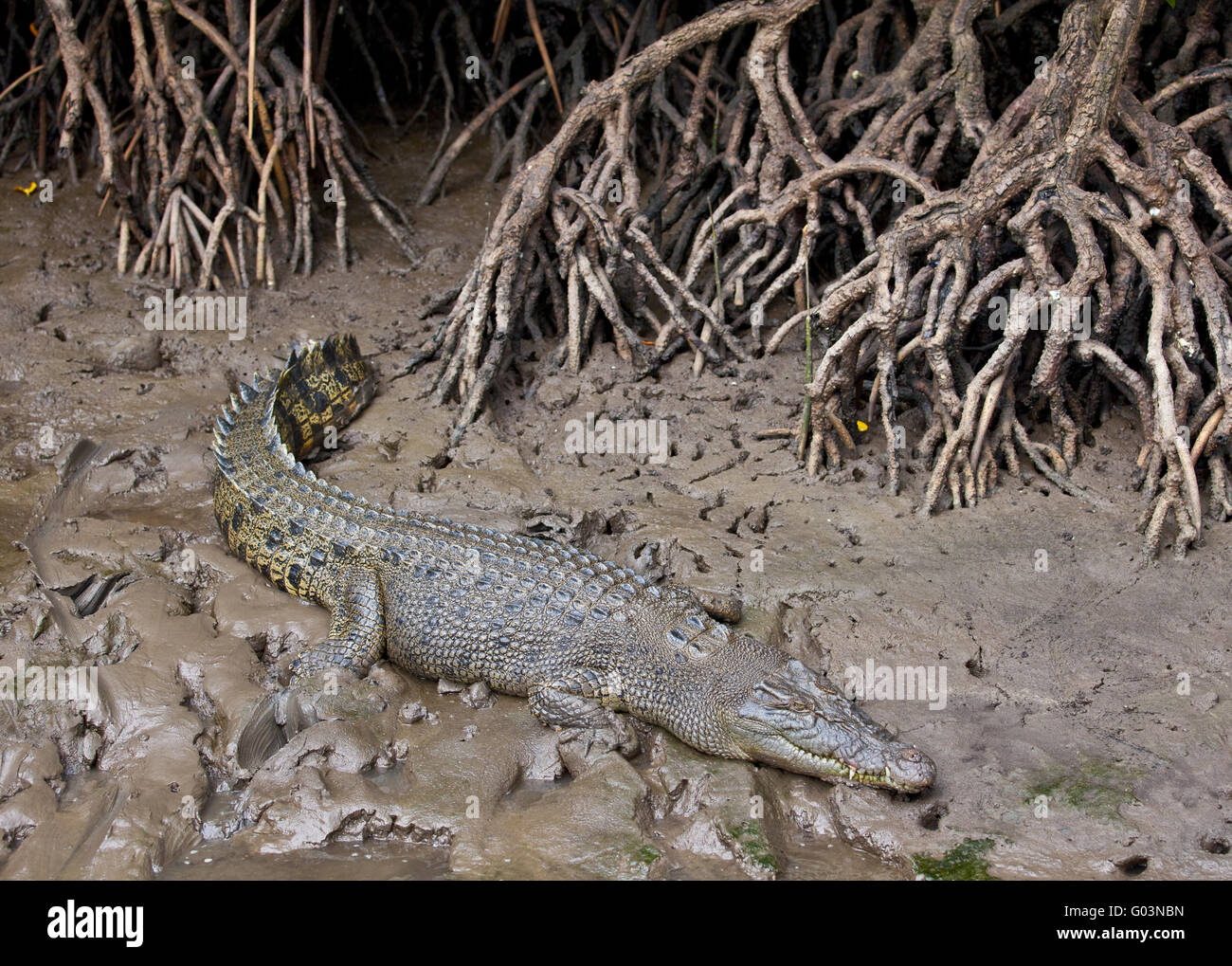 salt water Crocodile, Australia Stock Photo - Alamy