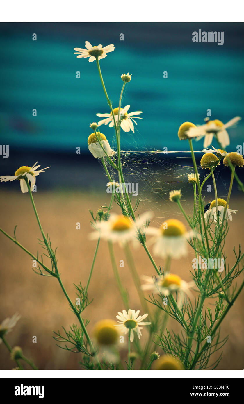 linked up with flower Stock Photo - Alamy