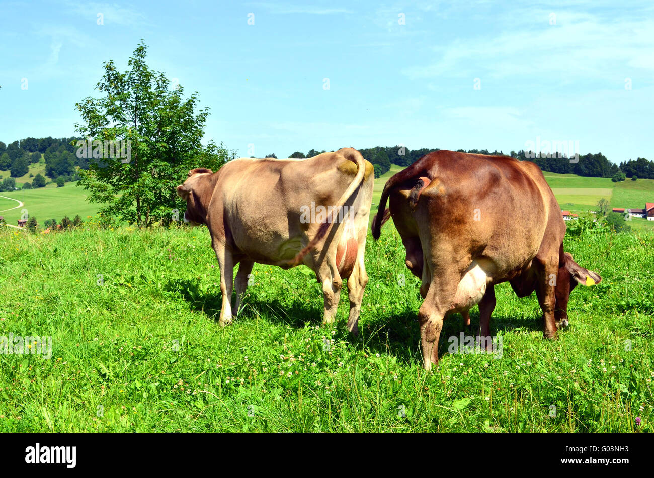 Cows in Bavaria in Germany Stock Photo - Alamy