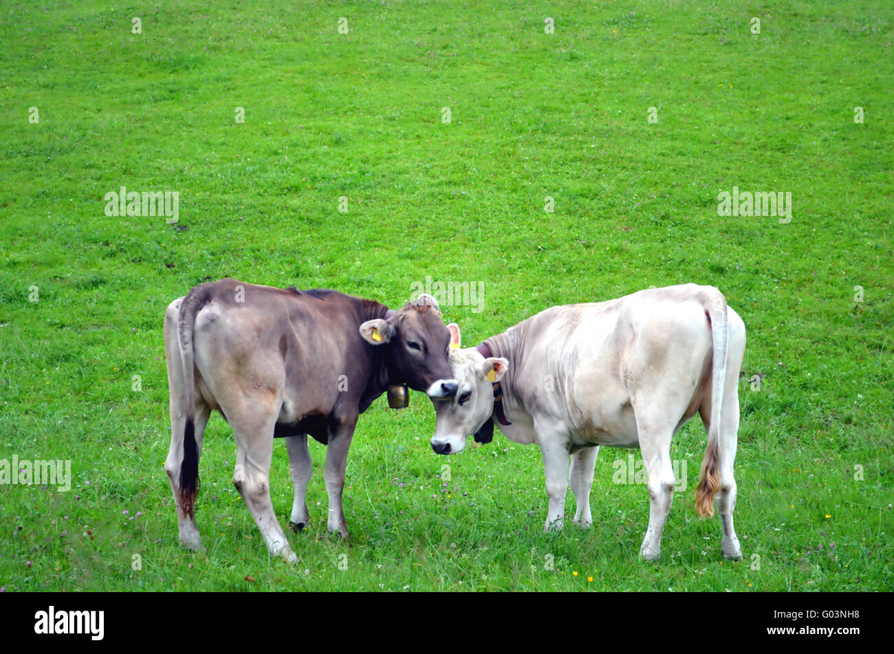 Two cows in the mountains Stock Photo - Alamy