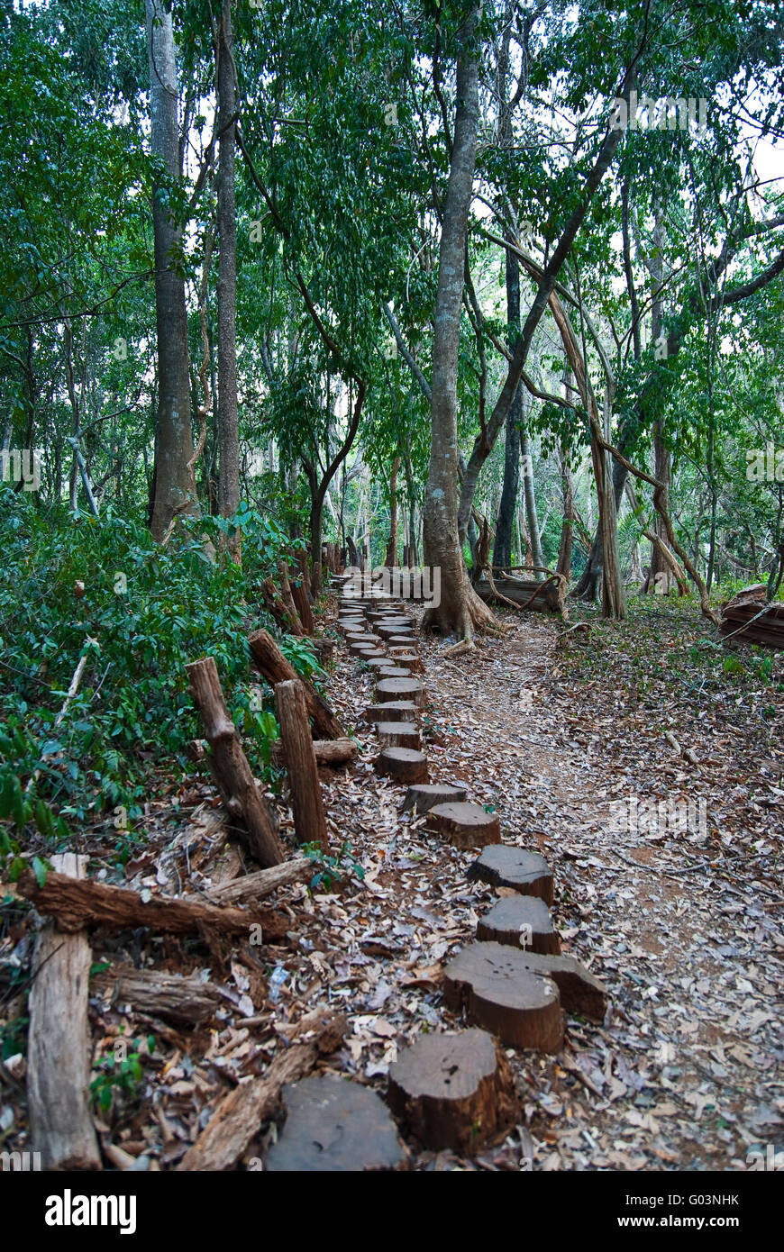 Path in a plantation Stock Photo - Alamy